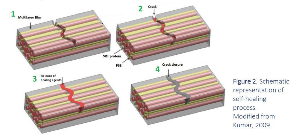 Self-healing fabric…. a second skin?